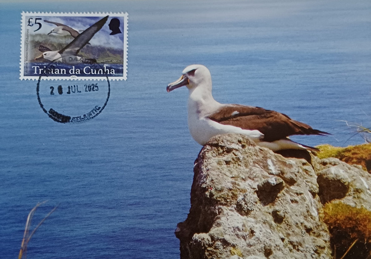 Maxi card - Atlantic Yellow-Nosed Albatross| tristandacunha