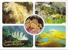 Marine Life with Five-Finger Postcard| tristandacunha